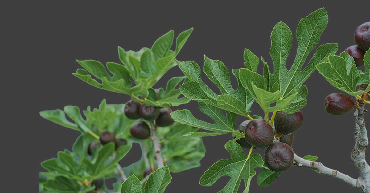 The Fig Tree in Scripture – Symbolism, Prophecy & Spiritual